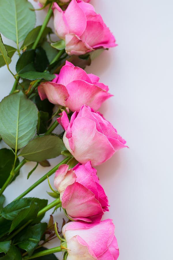 Beautiful pink rose stock image. Image of retro, pink - 161427751