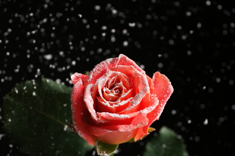 Red Rose in snow stock photo. Image of valentine, love - 17325322