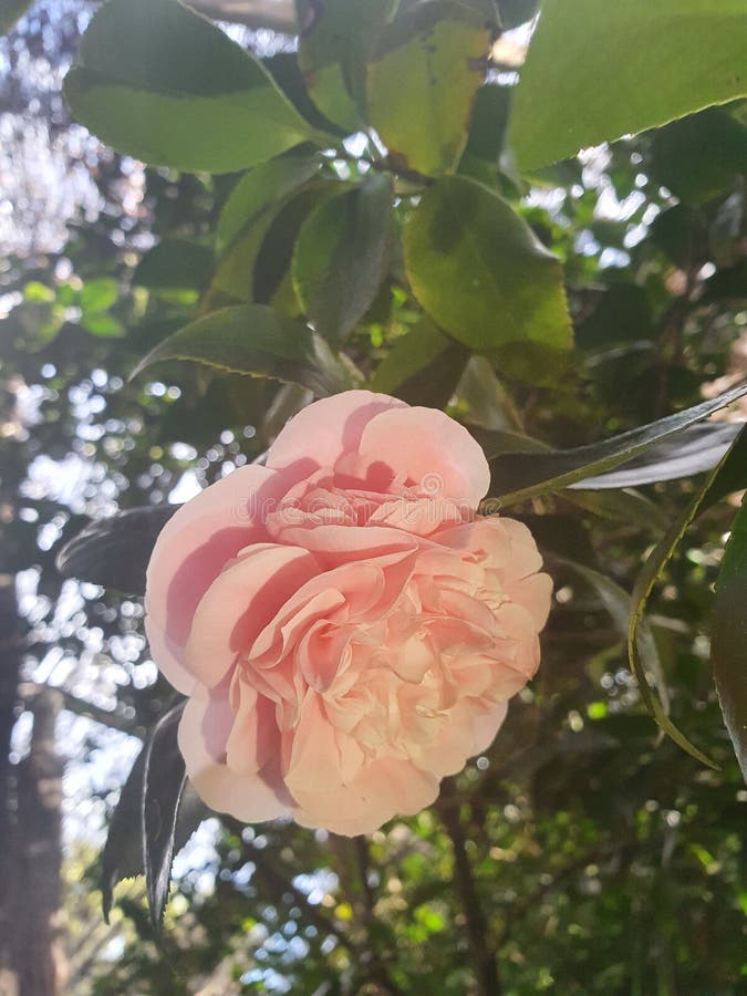 Beautiful Pink Rose with Sun Stock Image - Image of plant, bouquet ...