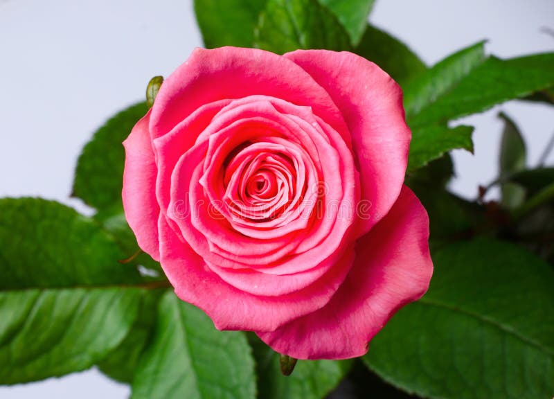 Rose Top View Stock Photos - Download 58,526 Royalty Free Photos
