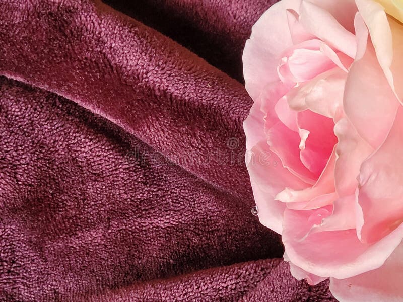 Beautiful Pink Rose on Velvet Stock Photo - Image of water, velvet ...