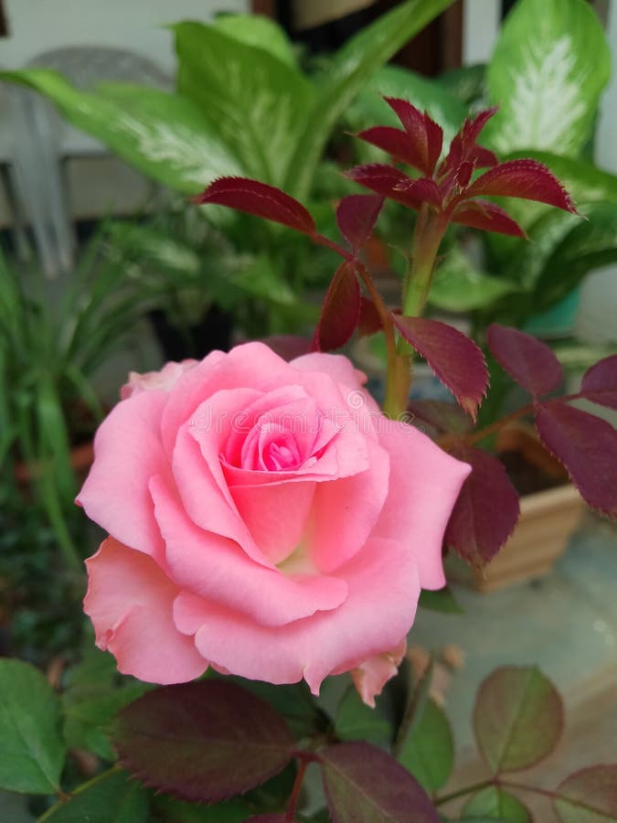 Beautiful Baby Pink Rose Wallpaper Stock Image - Image of plant, petal ...