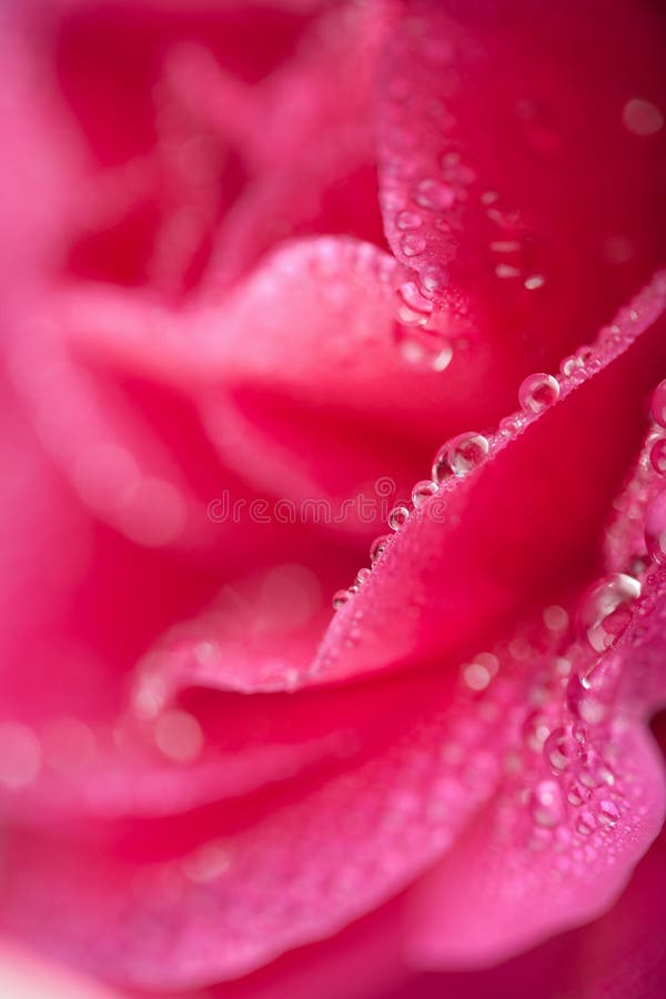 Beautiful Pink Rose with Water Droplets Stock Image - Image of event ...