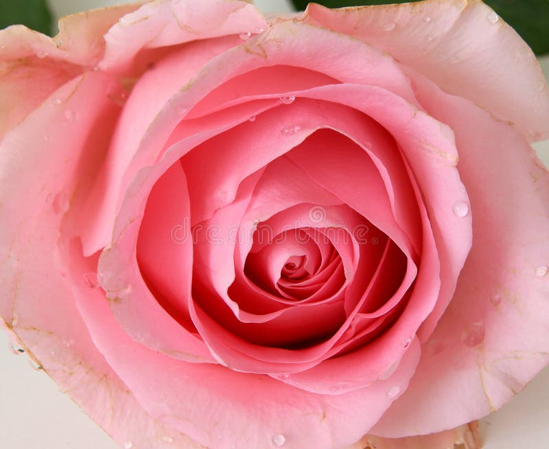 Beautiful Pink Rose with Water Droplets Close Up Stock Image - Image of ...