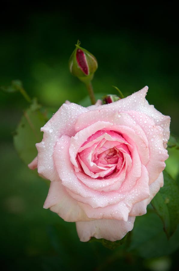 Beautiful Pink Rose with Water Droplets and Dark Background Stock Photo ...