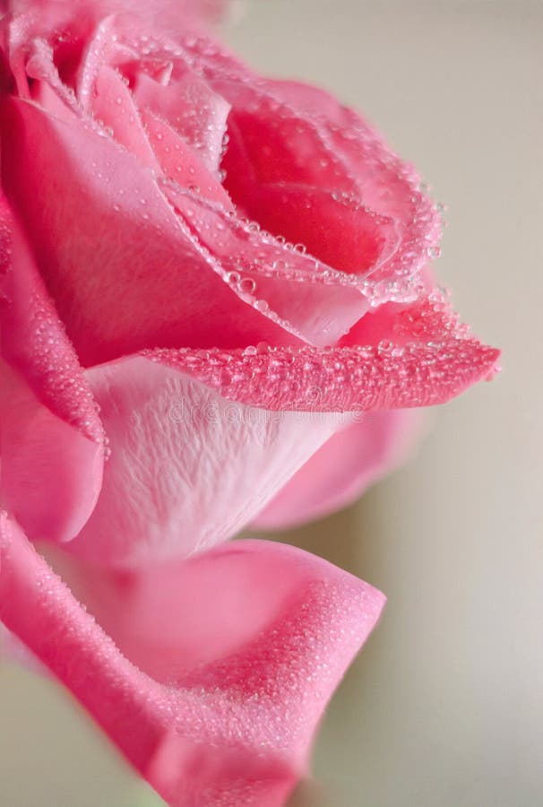 A Beautiful Pink Rose and Water Drops. Stock Photo - Image of rose ...