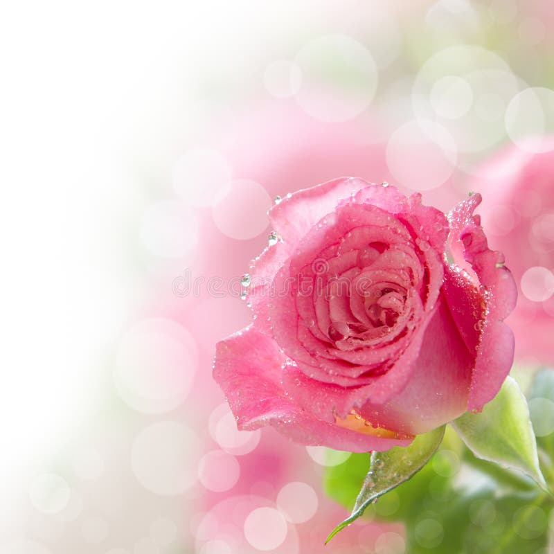 Beautiful Pink Rose with Water Drops Stock Photo - Image of romantic ...