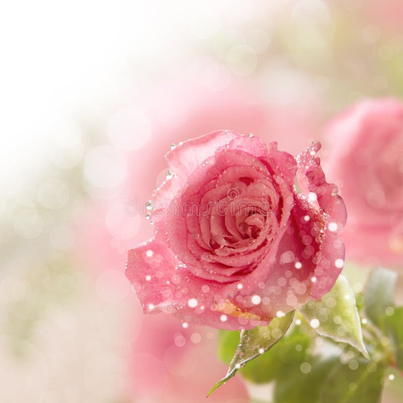Beautiful Pink Rose with Water Drops Stock Photo - Image of wedding ...