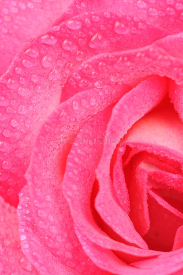 Beautiful Pink Rose with Water Drops Macro Stock Image - Image of ...
