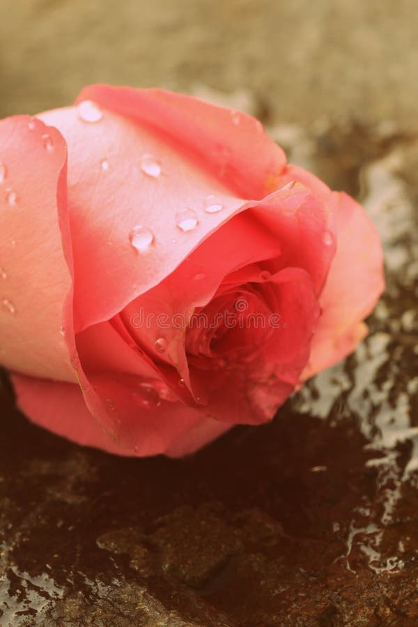 Beautiful Pink Rose with Water Drops Stock Photo - Image of fresh ...