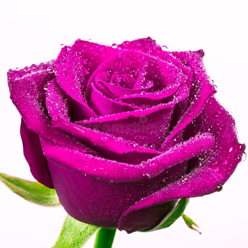 Beautiful Pink Rose With Water Drops Stock Image - Image of gift, color ...