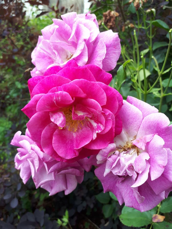 Beautiful in Pink stock photo. Image of beautiful, pink - 95534808