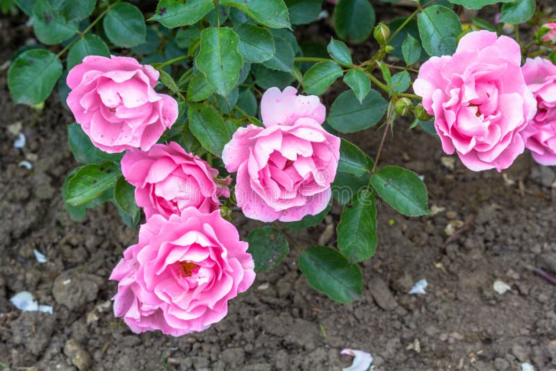 Beautiful Pink Roses Blooming in the Garden Stock Image - Image of ...