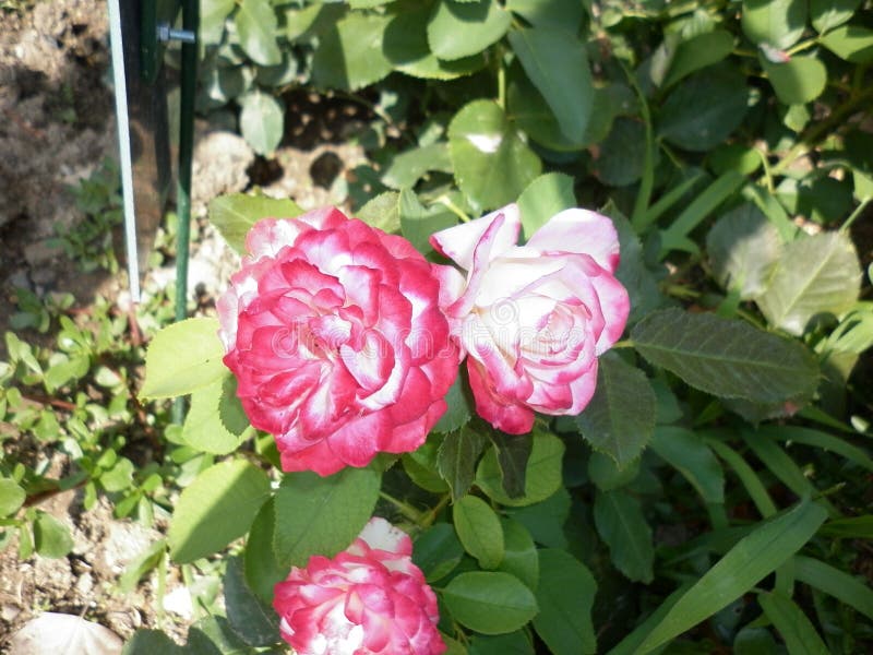 Beautiful Pink Roses in the Botanical Garden of Pink Roses. Stock Image ...
