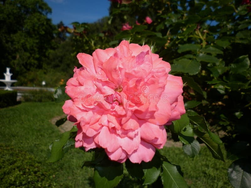 Beautiful Pink Roses in the Botanical Garden of Pink Roses. Stock Photo ...