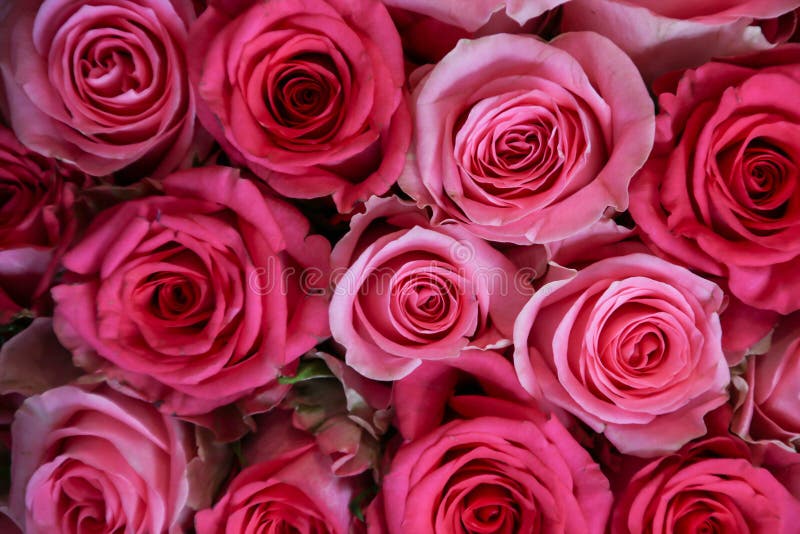 Beautiful pink roses stock image. Image of celebrate - 51733877