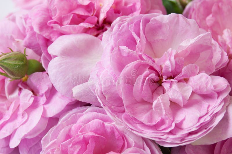 Beautiful Pink Roses Bunch Background Stock Photo - Image of closeup ...