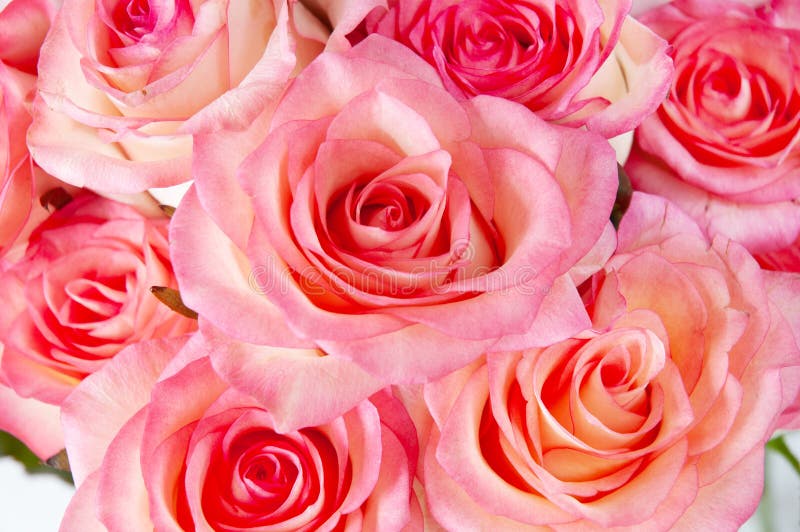 Beautiful Pink Roses Bunch Closeup Stock Image - Image of bright, close ...
