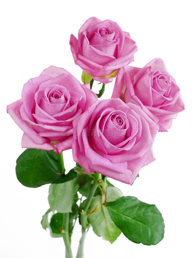 Beautiful Pink Roses Bunch Isolated on White Background Stock Image ...