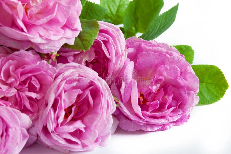 Beautiful Pink Roses Bunch Isolated on White Background Stock Image ...