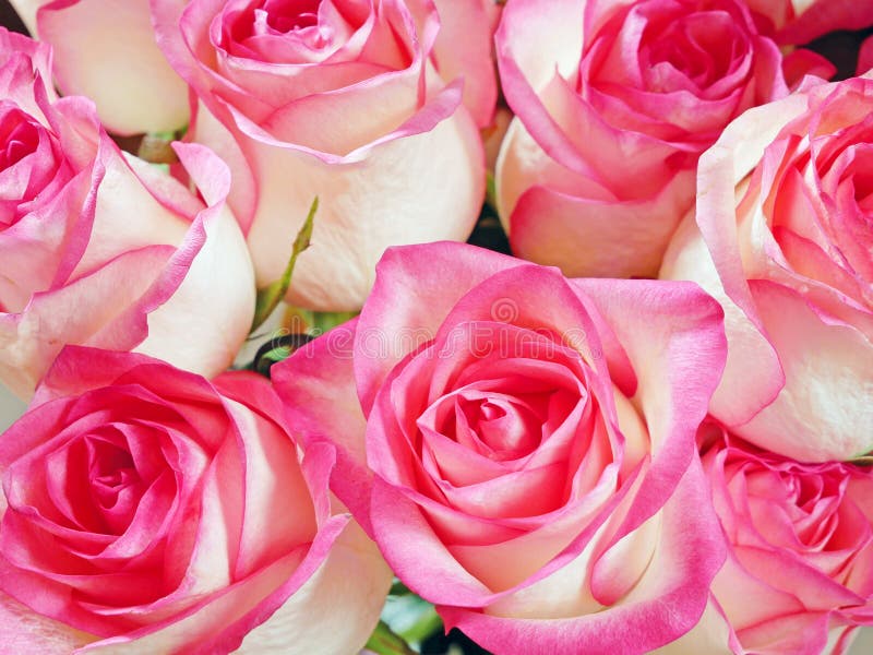 Beautiful pink roses bunch stock photo. Image of fresh - 191874640