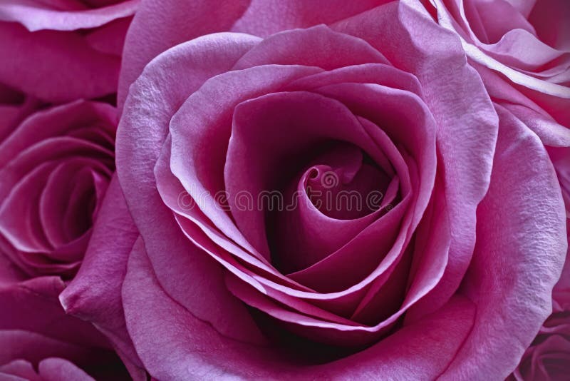Beautiful Pink Roses Close Up Stock Photo - Image of detail, nature ...