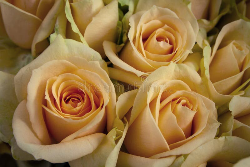 Beautiful Roses Close-up Picture Stock Photo - Image of lovely, fresh ...