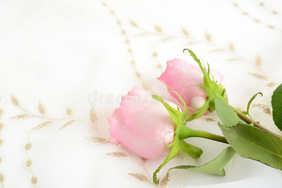 Beautiful pink roses stock image. Image of plant, marriage - 143233655