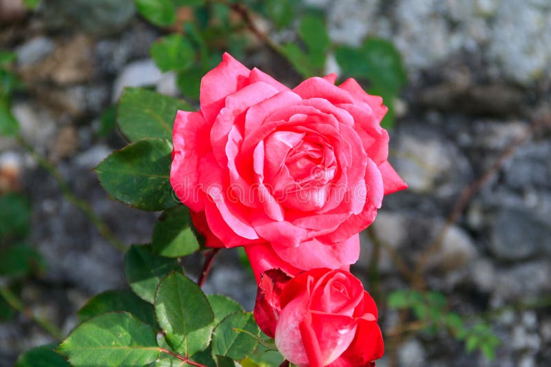 Beautiful Pink Roses on Flower Bed in Garden Stock Photo - Image of ...