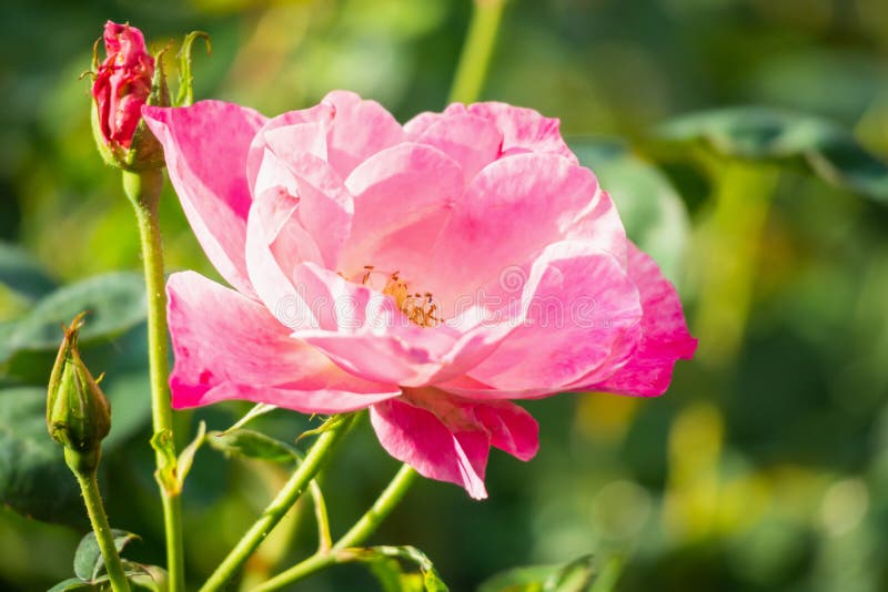Beautiful Pink Roses Flower in the Garden Stock Image - Image of color ...