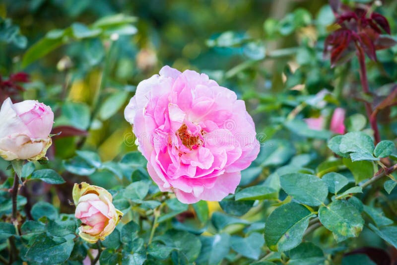 Beautiful Pink Roses Flower in the Garden Stock Image - Image of green ...