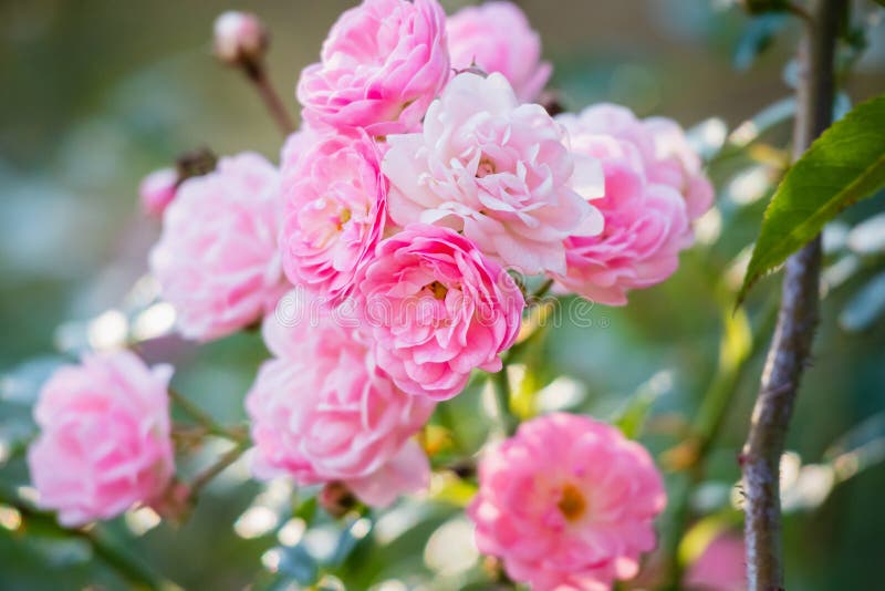 Beautiful Pink Roses Flower in the Garden Stock Photo - Image of roses ...