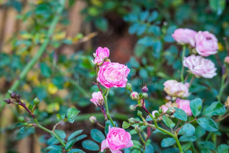 Beautiful Pink Roses Flower in the Garden Stock Photo - Image of love ...