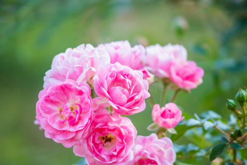 Beautiful Pink Roses Flower in the Garden Stock Photo - Image of ...