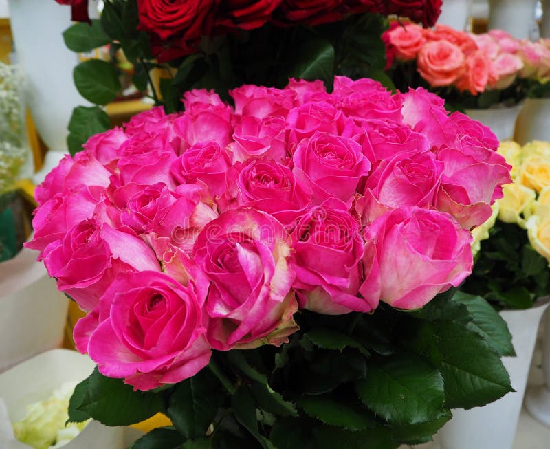 Pink Roses in a Flower Shop Stock Image - Image of roses, fresh: 145958067