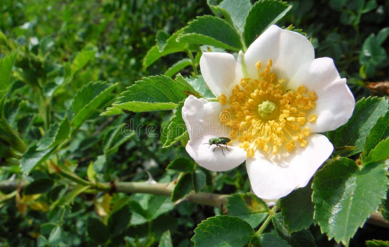 Beautiful Pink Roses with Fruit Fly Stock Image - Image of green, pink ...