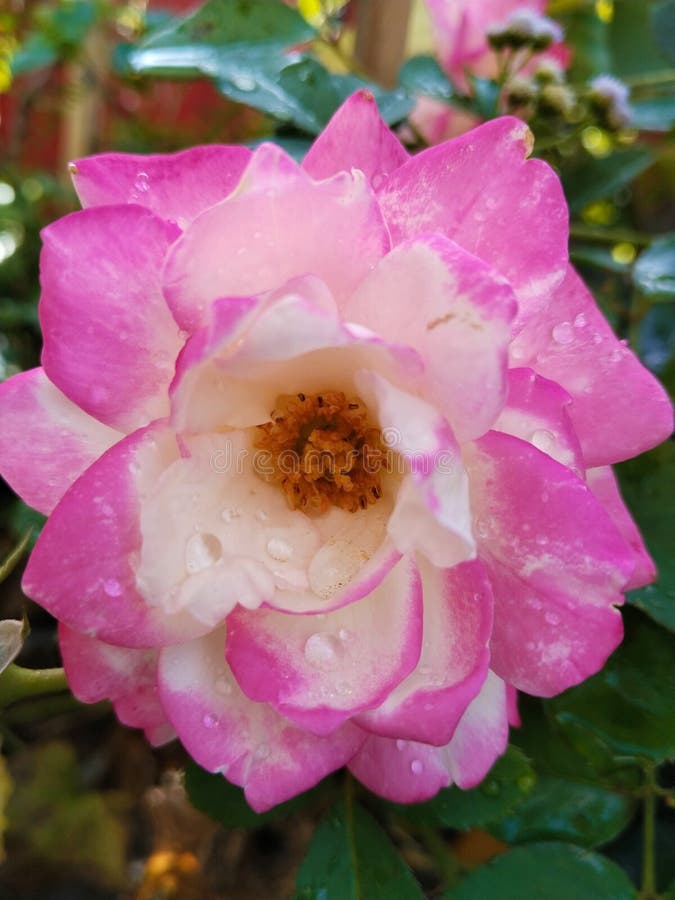 Beautiful Pink Roses in the Garden Stock Image - Image of garde, pink ...