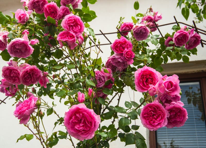 Beautiful Pink Roses in Garden Stock Image - Image of bloom, nature ...