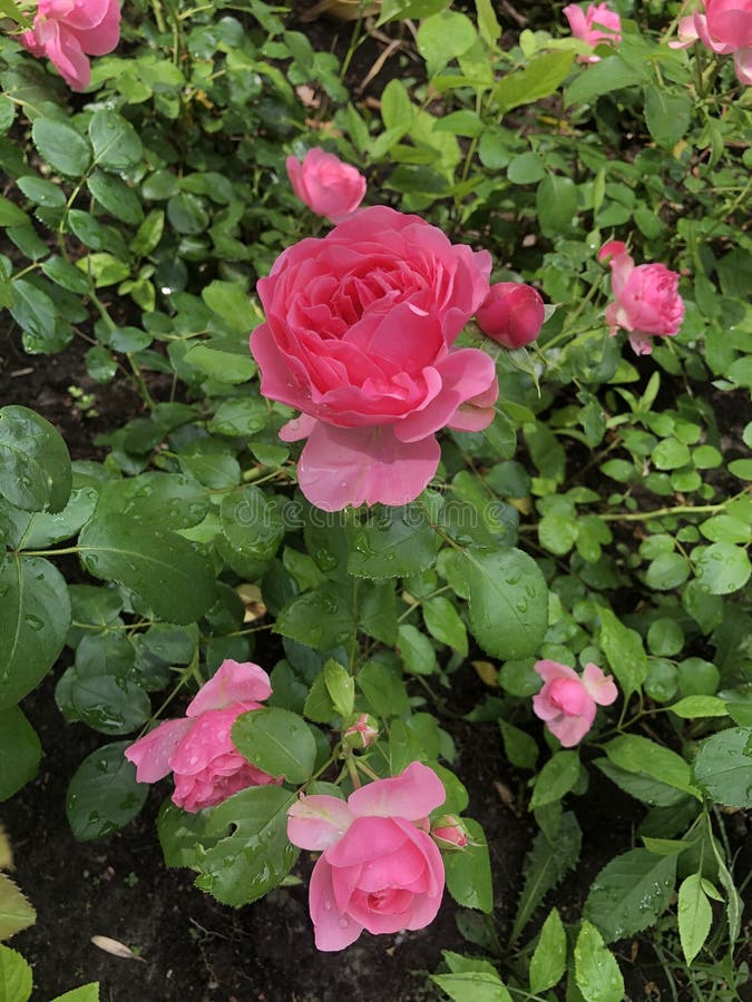 Beautiful Pink Roses in the Garden Stock Image - Image of flower, roses ...