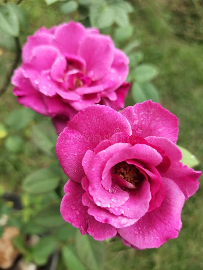 Beautiful Pink Roses Photo, Shot from High Angle Stock Photo - Image of ...