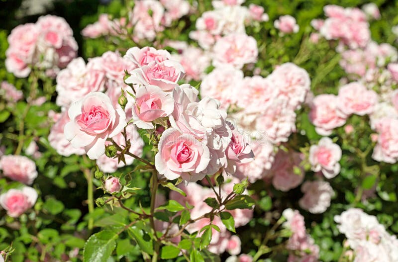 Beautiful Pink Roses in Spring Garden Stock Photo - Image of fresh ...