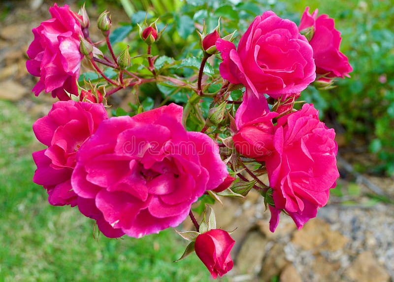 Beautiful Pink Roses in a Sunny Garden Bed Stock Photo - Image of roses ...