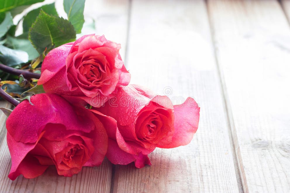 Beautiful Pink Roses on Table Stock Photo - Image of nature, frame ...