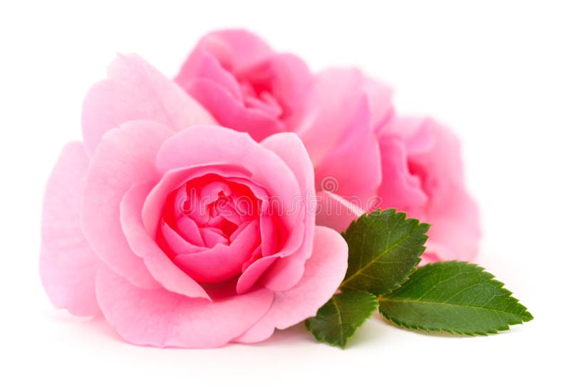 Beautiful pink roses stock photo. Image of color, floral - 166664172