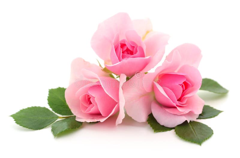 Beautiful pink roses stock image. Image of pink, petal - 194820963