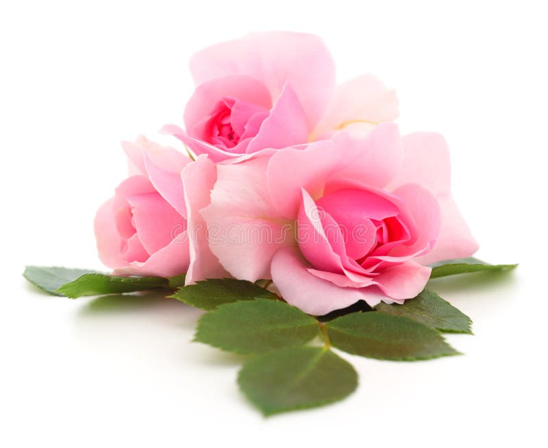 Beautiful pink roses stock photo. Image of floral, leaf - 290690782