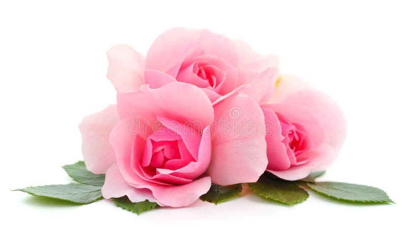 Beautiful pink roses stock image. Image of three, color - 297738693