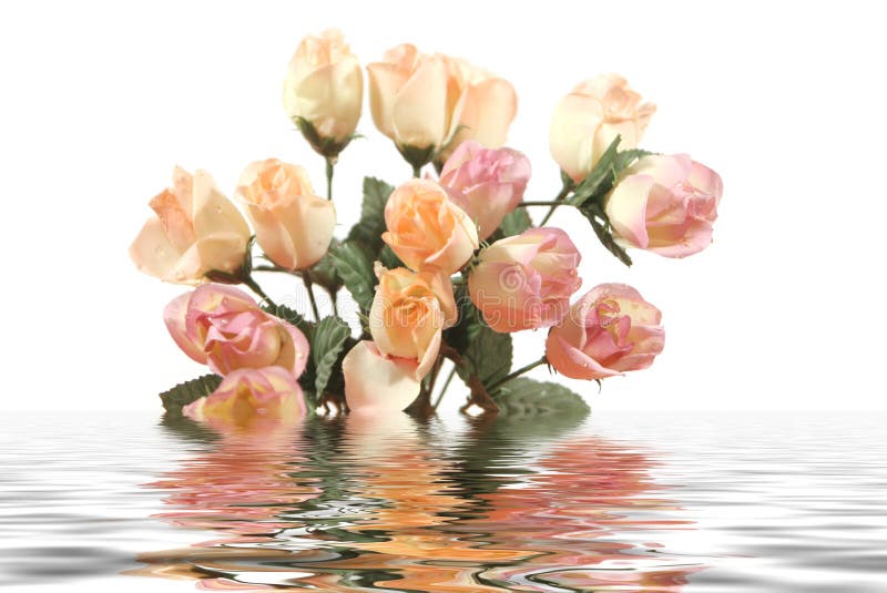 Beautiful Pink Roses with Water Reflection Isolated on White Background ...