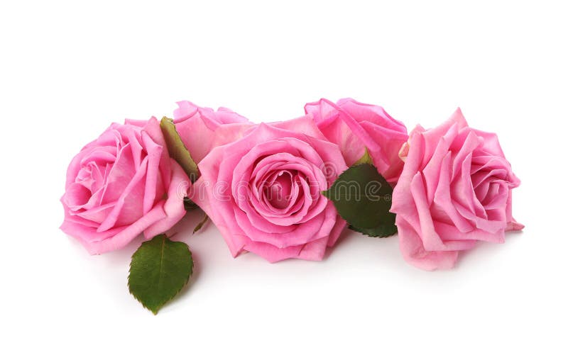 Beautiful Pink Roses on White Background Stock Image - Image of botany ...