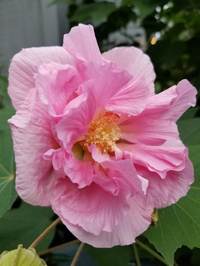 Beautiful pink stock photo. Image of pink, flowered - 102349446